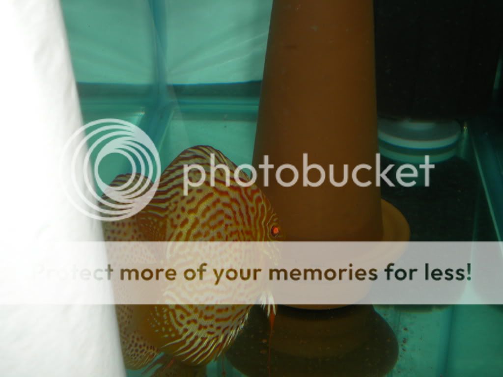 albino spotted snakesking laying eggs - SimplyDiscus