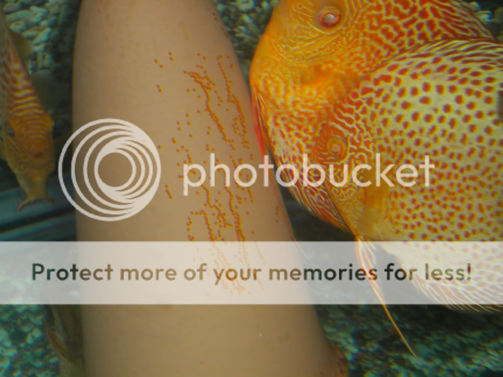 A GRADE ALSS LAYING EGGS IN THE COMMUNITY TANK - SimplyDiscus